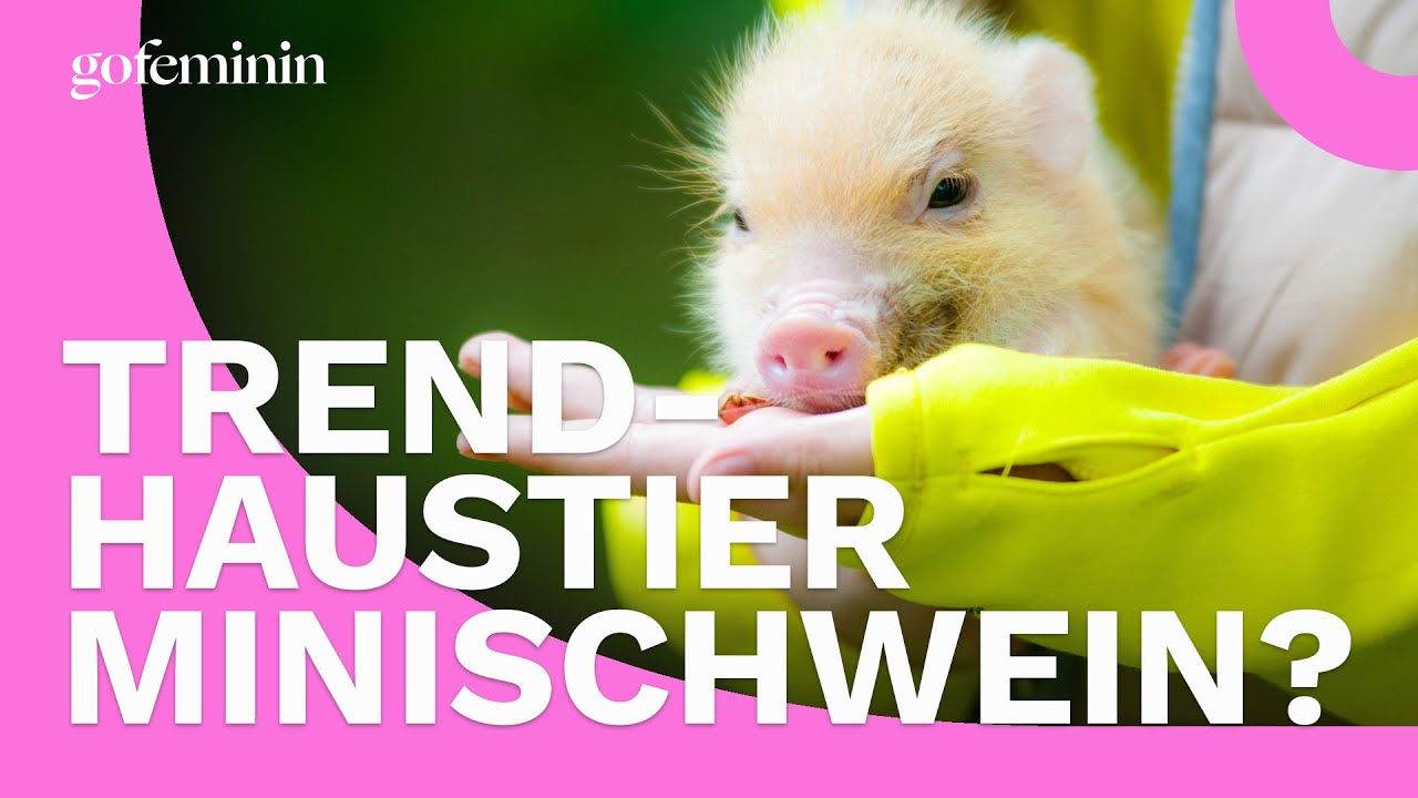 Ein Minischwein als Haustier? Das sollte man wissen - YouTube