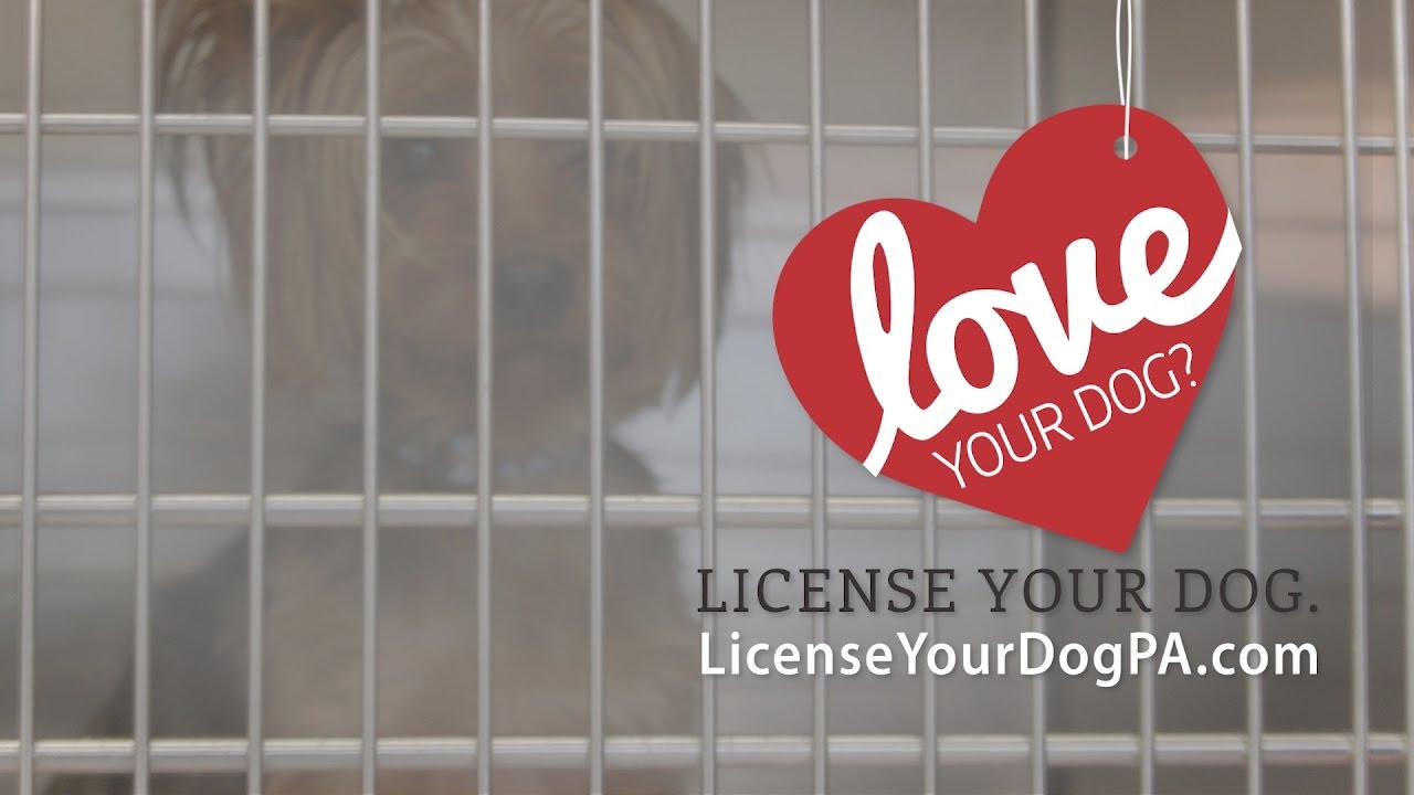 License Your Dog Awareness Month - YouTube