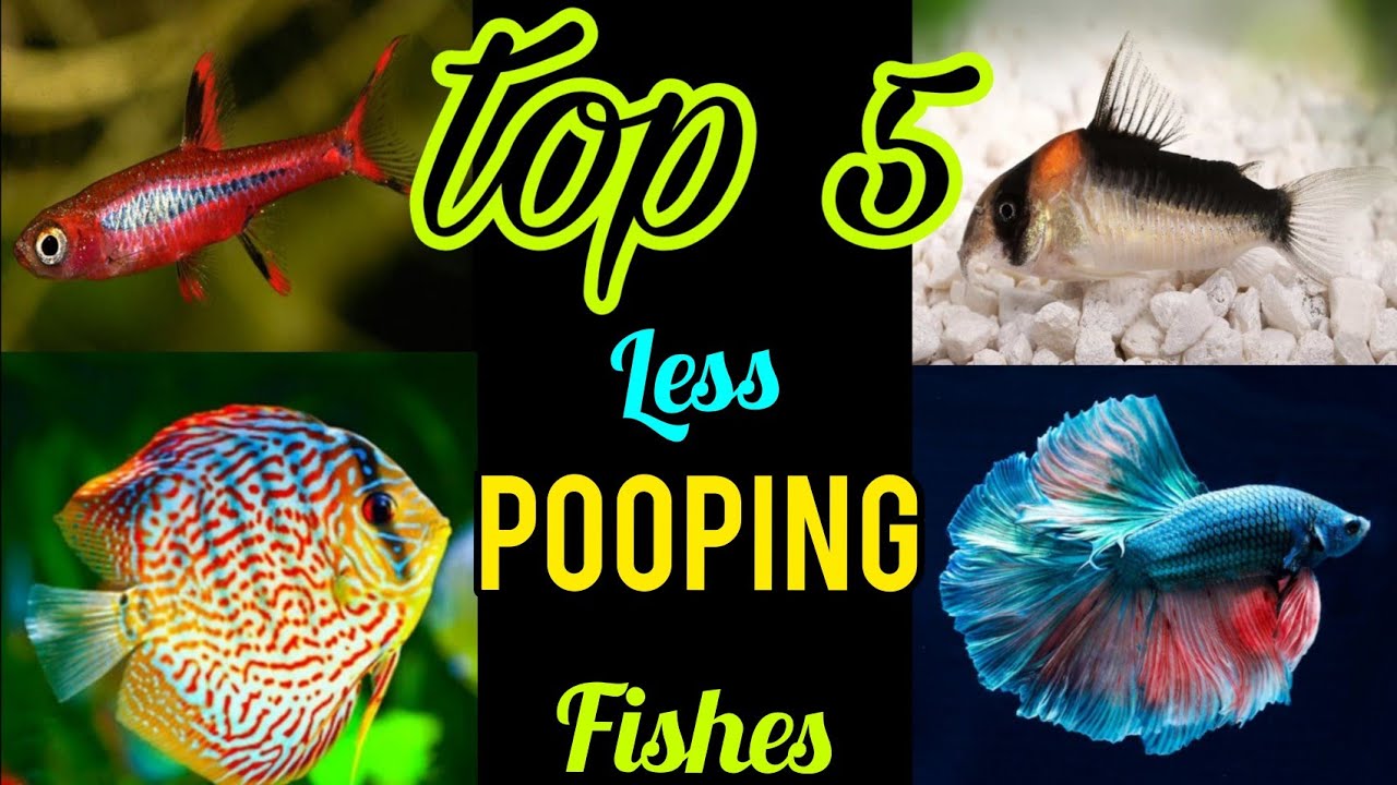 top 5 less #poopingFishes . ️ You can't actually see the Poop of these ...