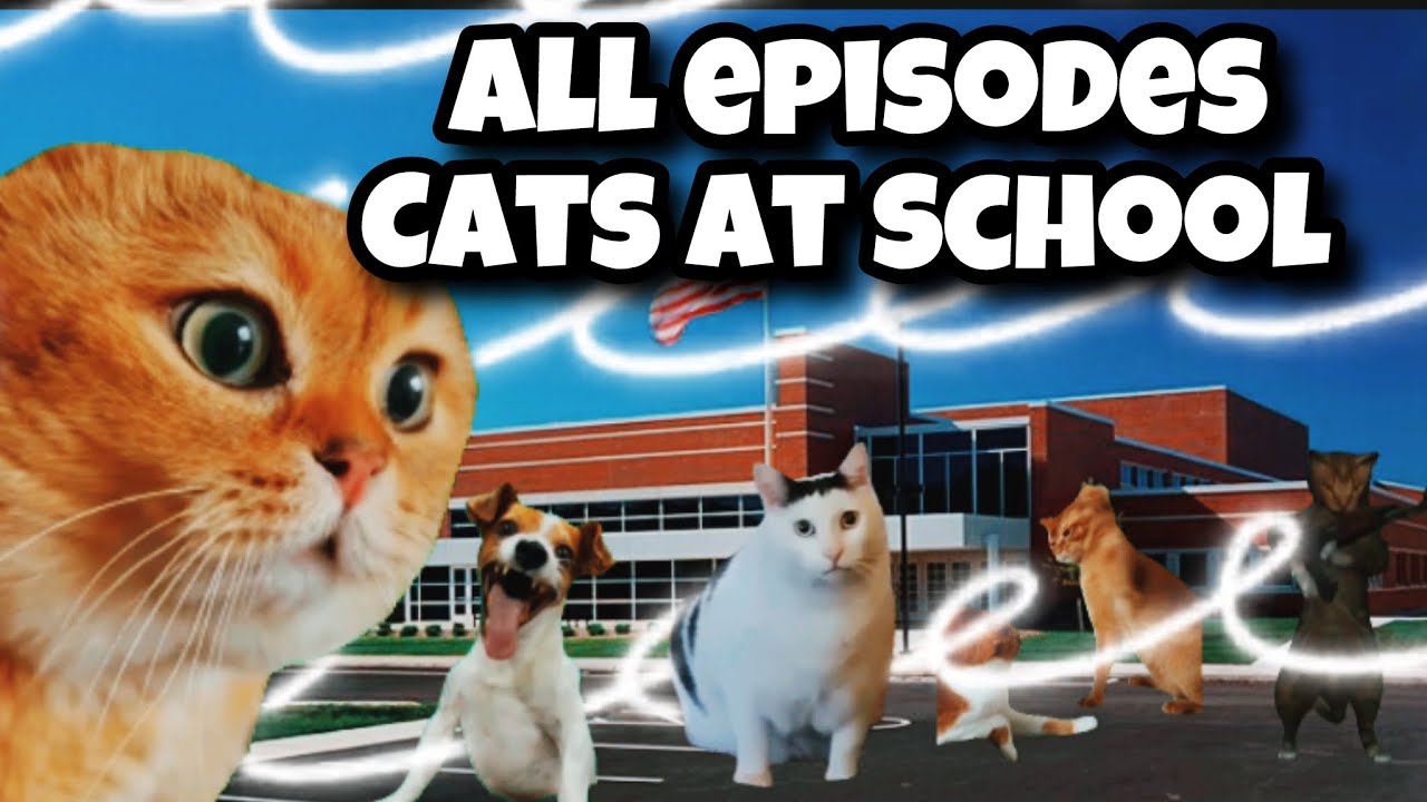 first day of school cat meme compilation. - YouTube