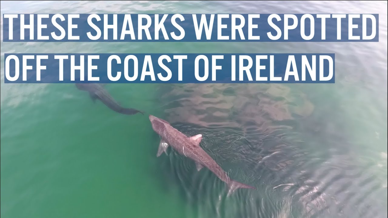 These Sharks Were Spotted Off Ireland - YouTube