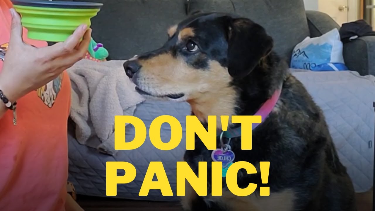 How to Get Your Dog to Cooperate With Handling - The Bucket Game - YouTube