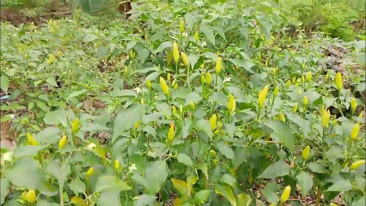 Bata nga kawatan - YouTube