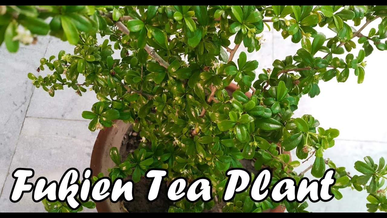 Fukien Tea Plant | फुकिएन चाय का पौधा | Care - YouTube