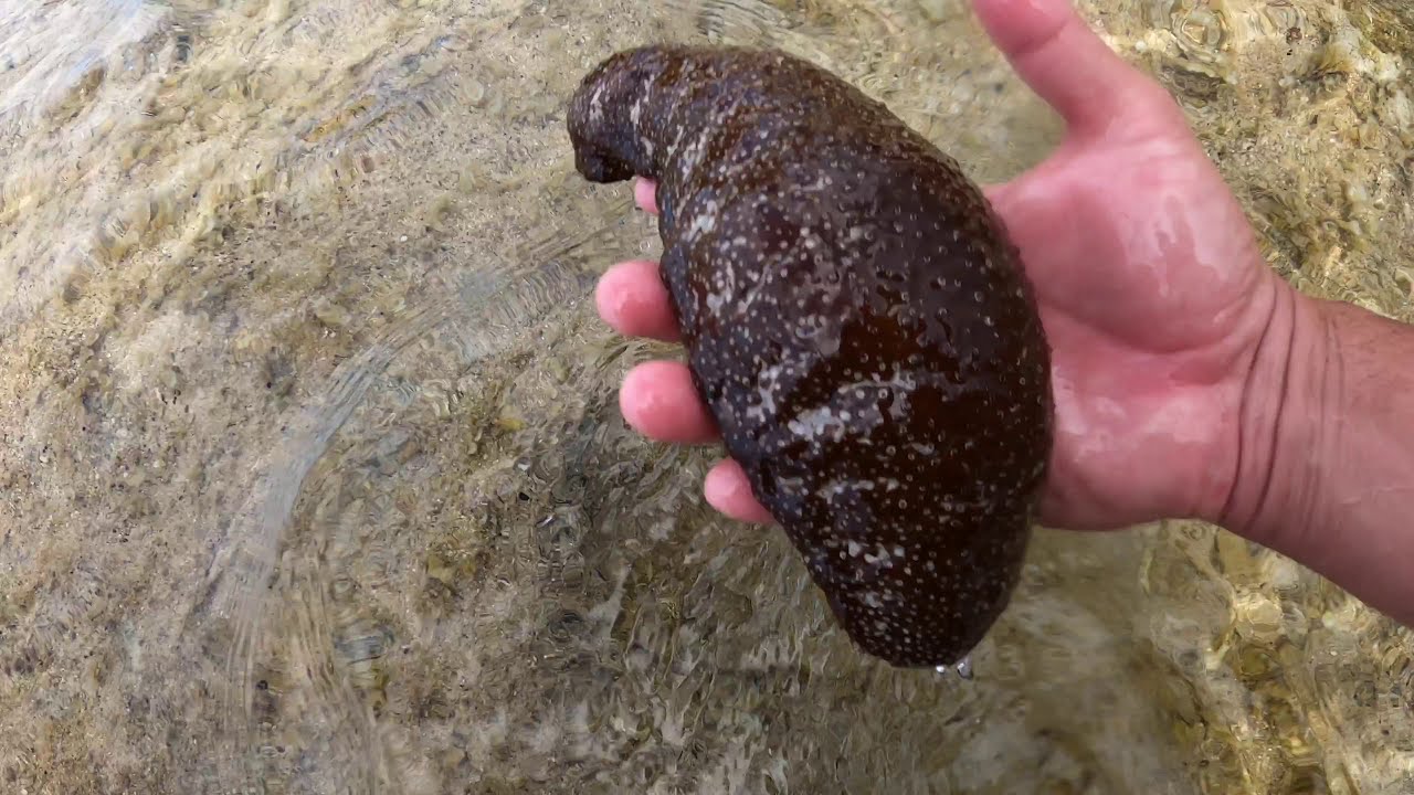 Diving for shells in Hawai’i - YouTube
