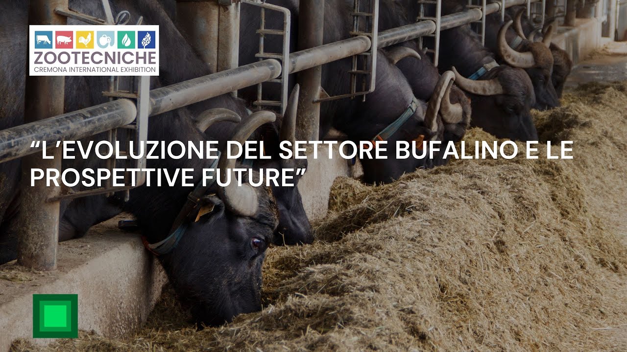 L’evoluzione del settore bufalino e le prospettive future - YouTube
