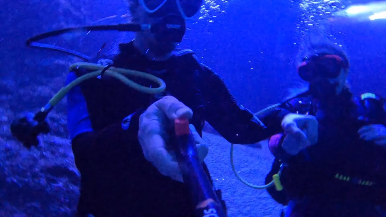 Maui Ocean Center Shark Dive Experience 2025, Diving with Sharks in ...