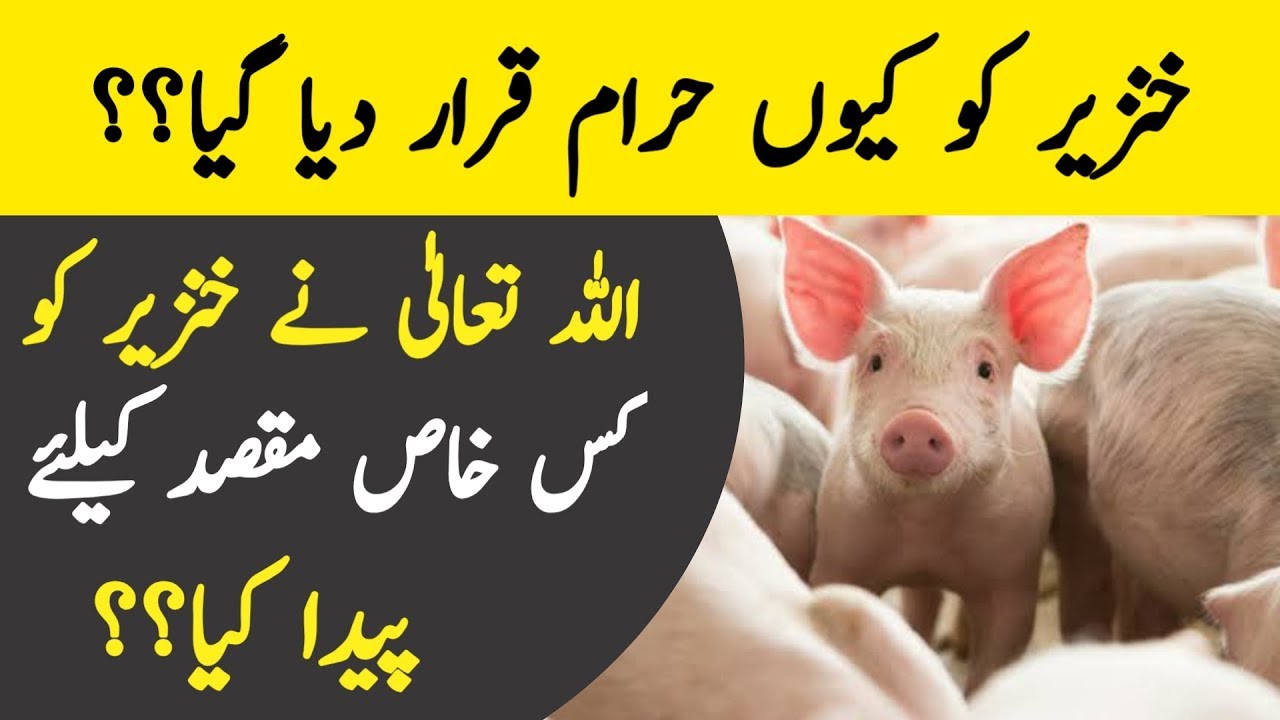 Why Allah Created A Pig | Allah Ny Pig Ko Kis Khas Wajah Se Banaya | In ...
