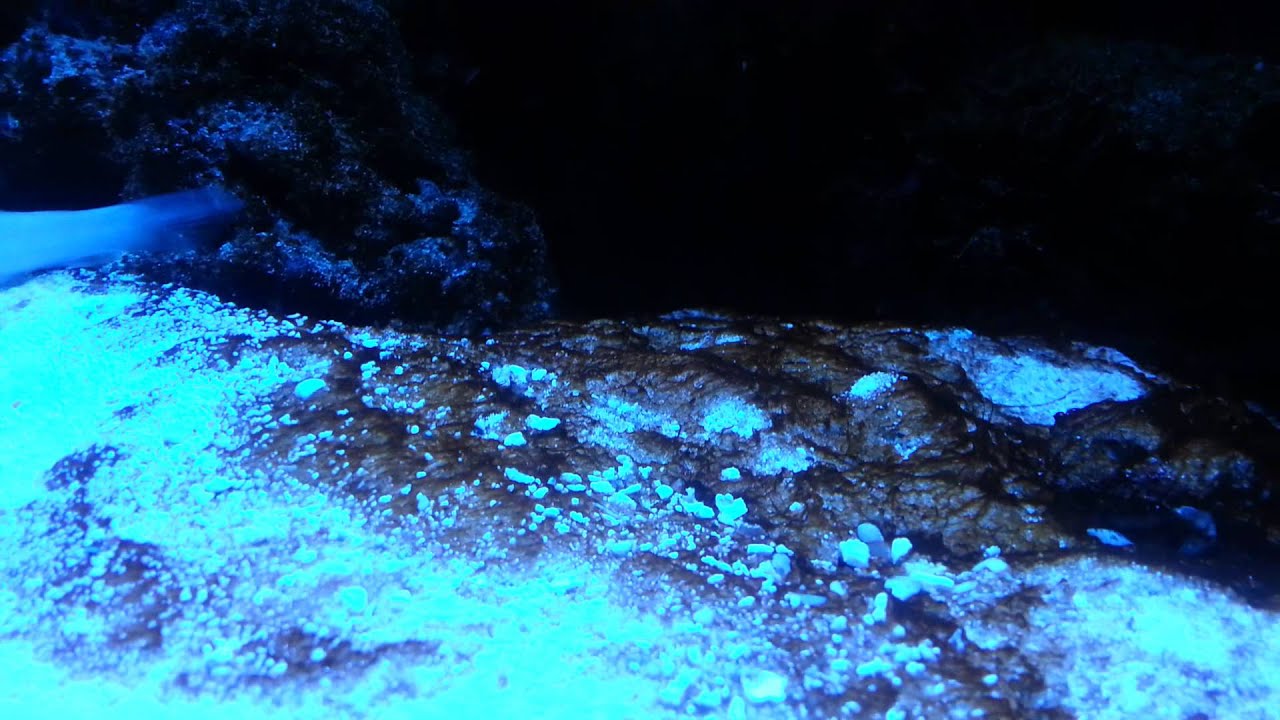 Dino (dinoflagellates) - YouTube