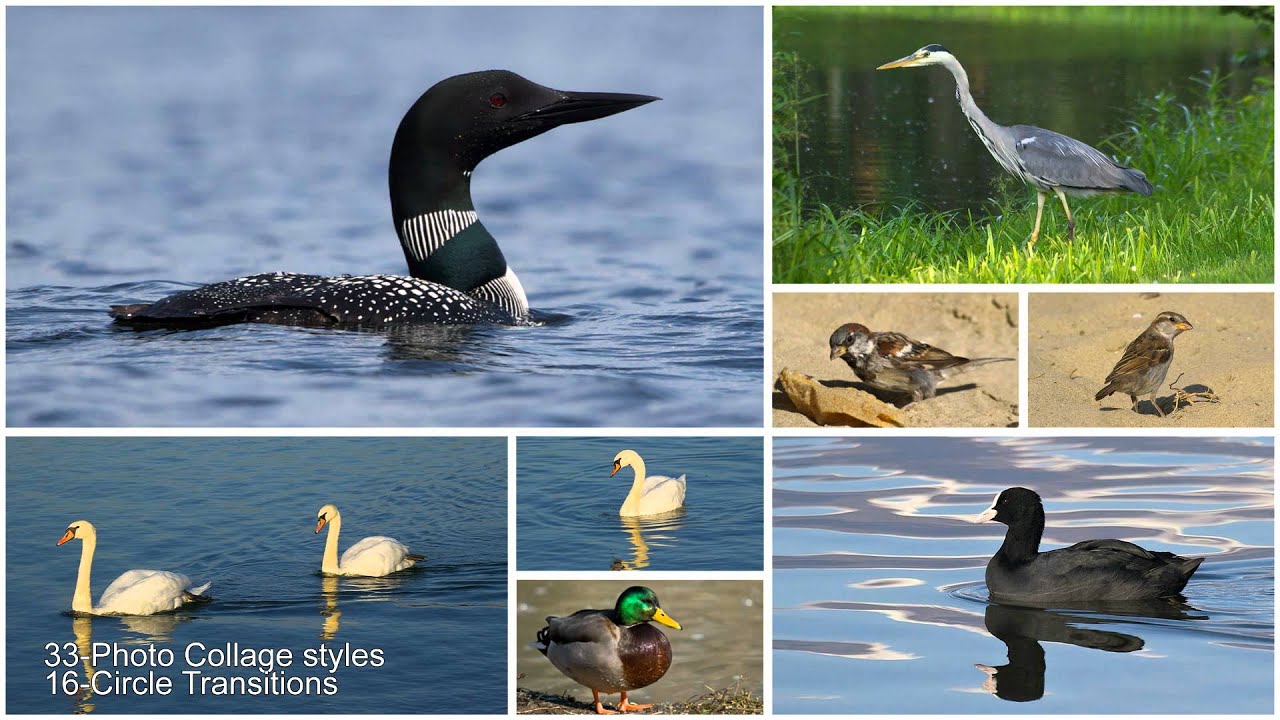 Free PROSHOW styles and transitions - YouTube