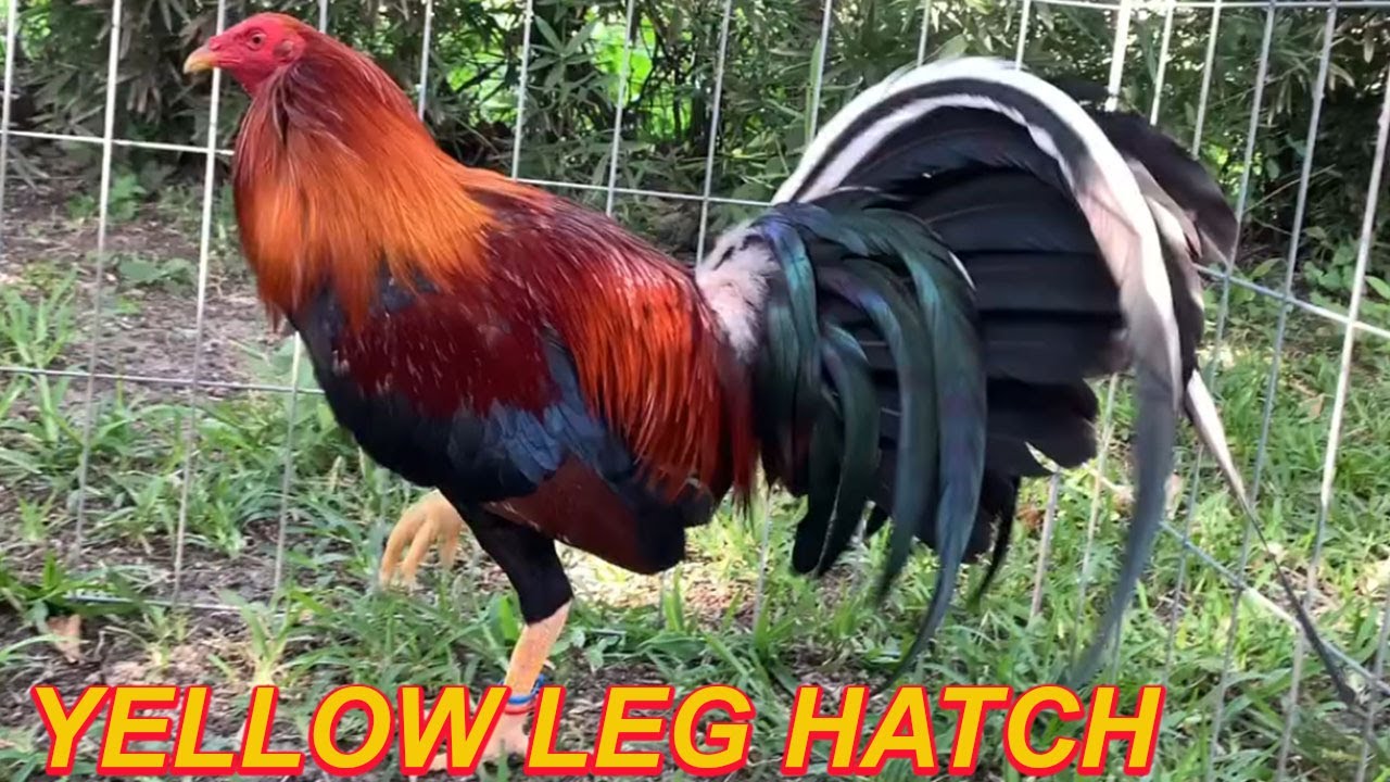 Yellow Leg Hatch Beautiful Birds Roberto Greer - YouTube