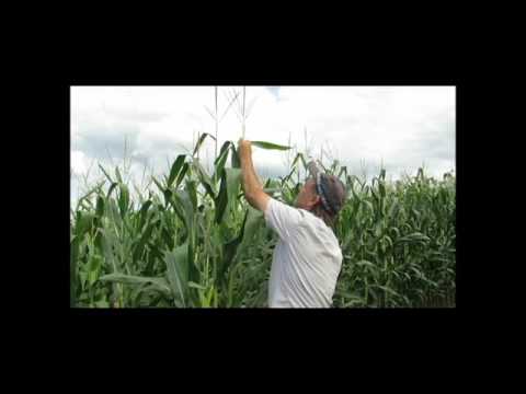 IPM for Corn Rootworm on Field Corn - YouTube