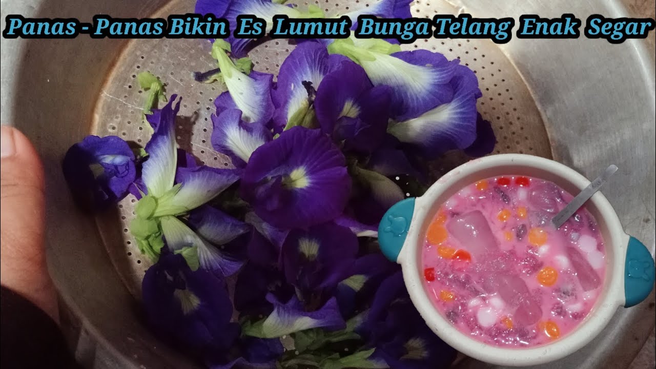 Panas-Panas Bikin Es Lumut Bunga Telang Enak Segar - YouTube
