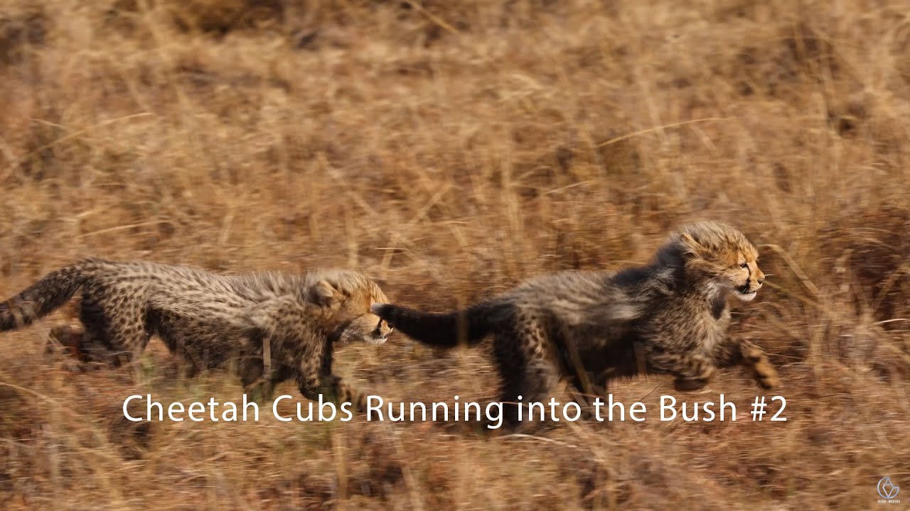 Cheetah Cubs Running into the Bush #2 - YouTube