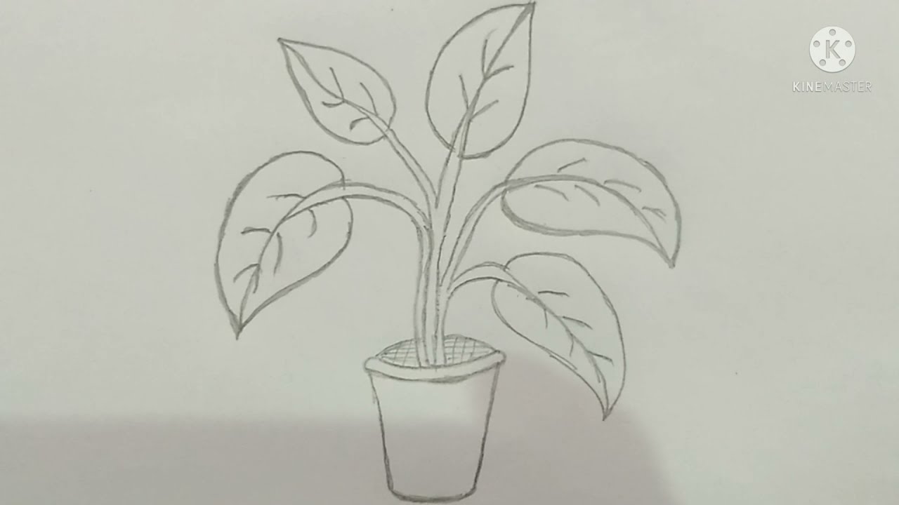 Gamla drawing Gamala plants drawing gamla flower drawing gamla eysy ...