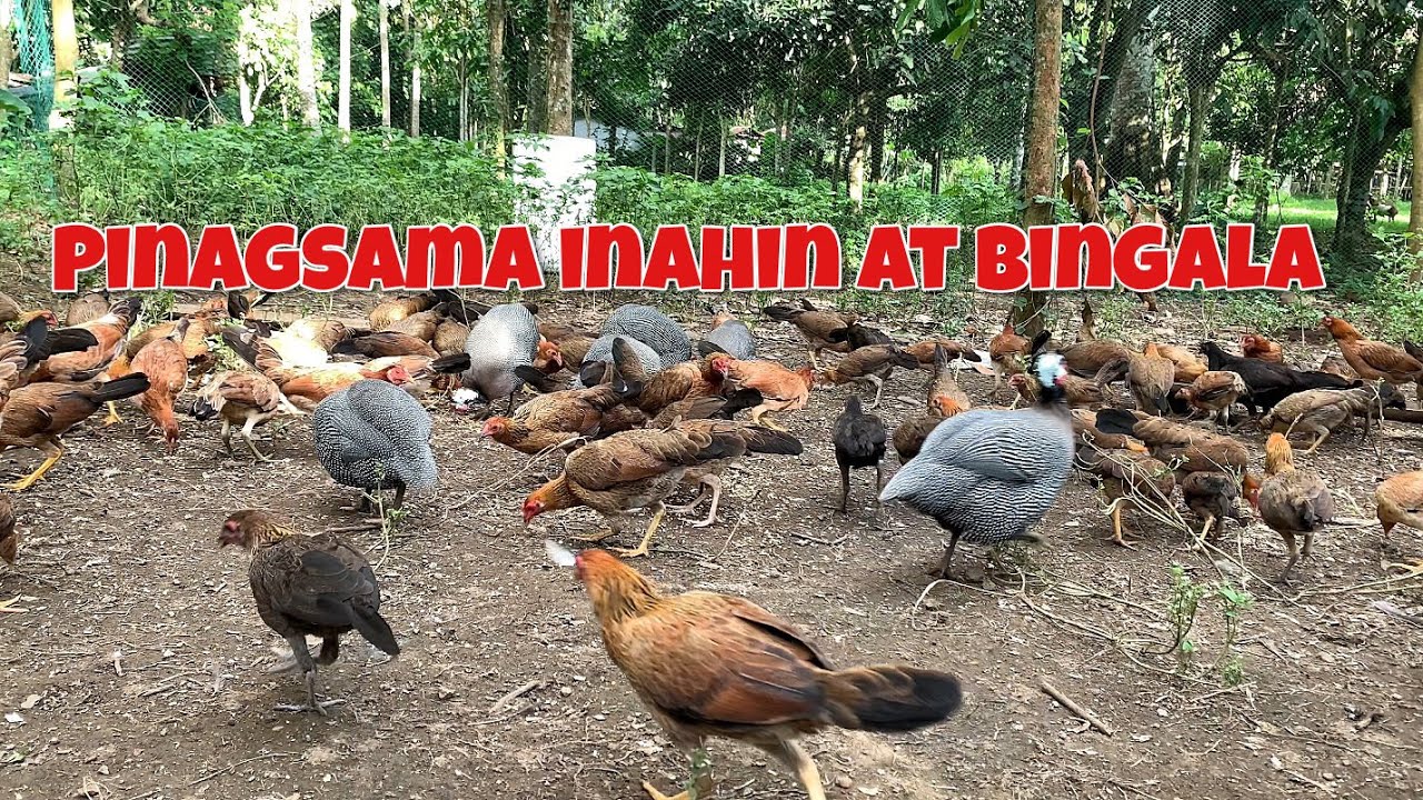 Pullets - Rubino “Pael” Farm - YouTube