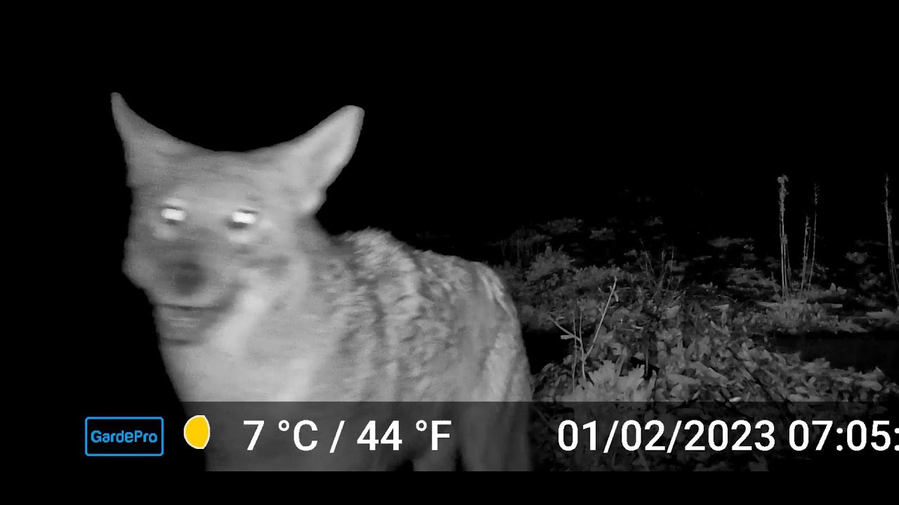 GardePro E6 Trail Camera footage - YouTube