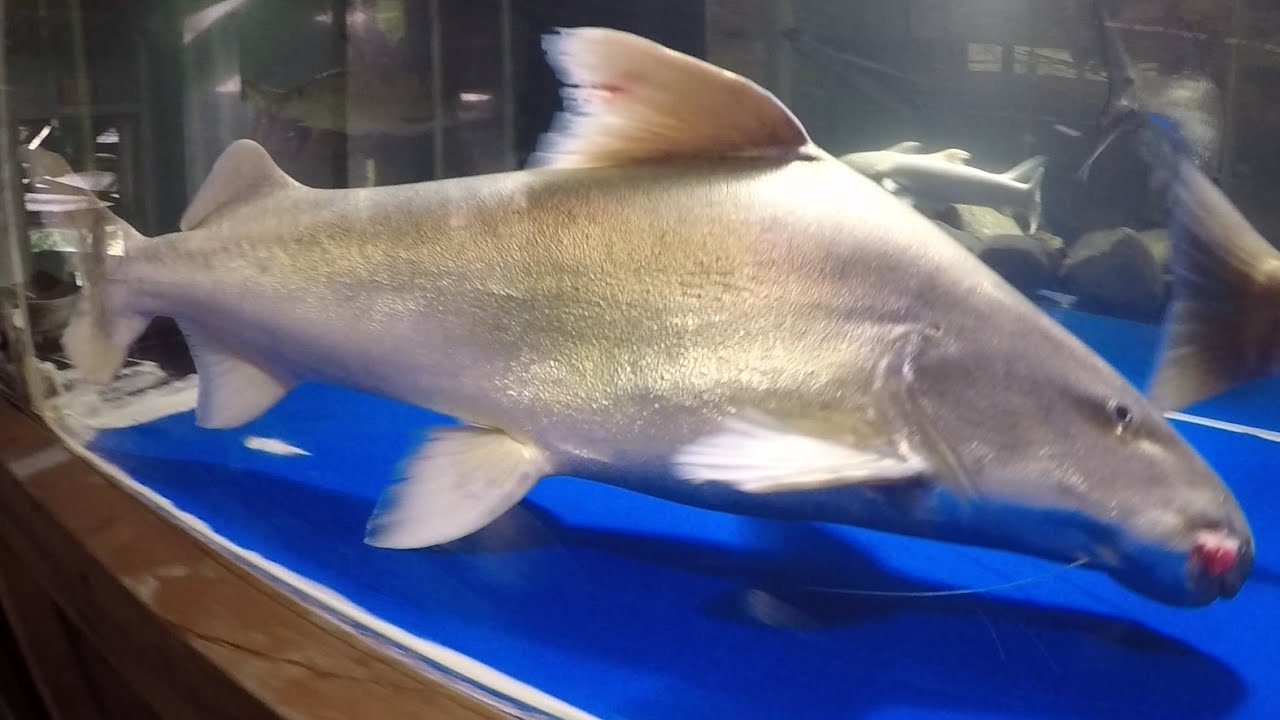 Softer water (?) triggers 2ft dourada catfish to attack 1ft+ bala shark ...