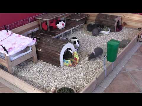 Guinea Pig Cage Layout - Episode Two - 18th November 2012