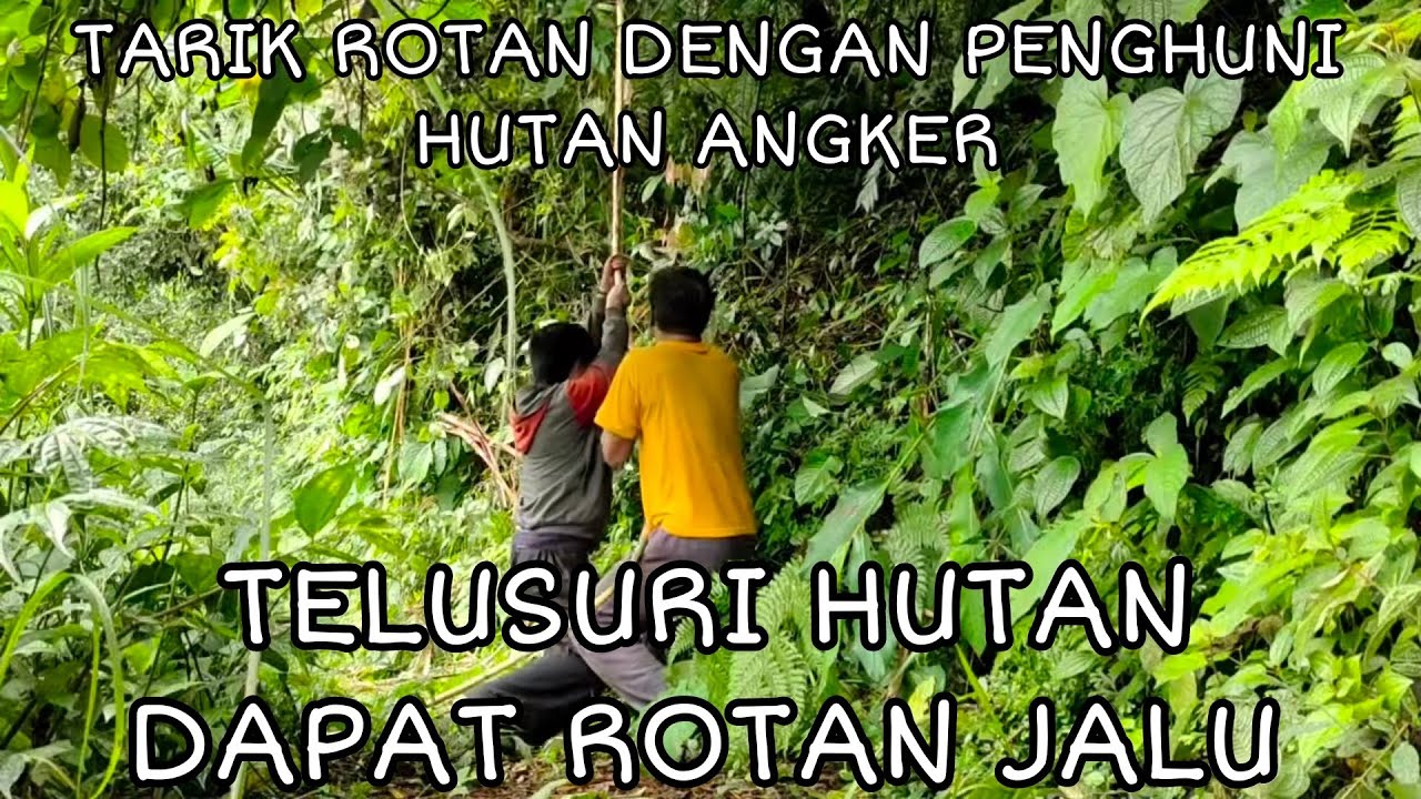 MENELUSURI HUTAN MENCARI ROTAN JALU DAN ROTAN PETUK DI ALAM LIAR DAPAT ...