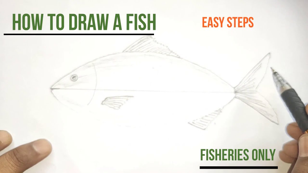 HOW TO DRAW A FISH DIAGRAM | EASY STEPS - YouTube