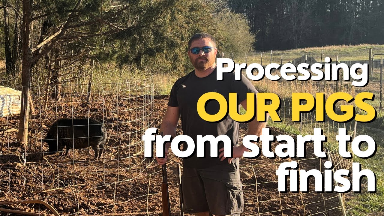 Farm to table: Watch as we process our American Guinea hogs in our own ...