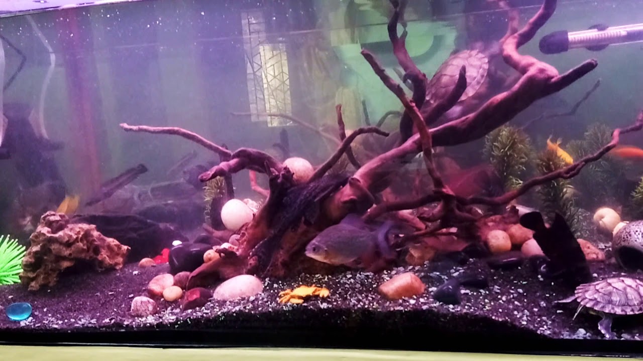 Monster fish tank - YouTube