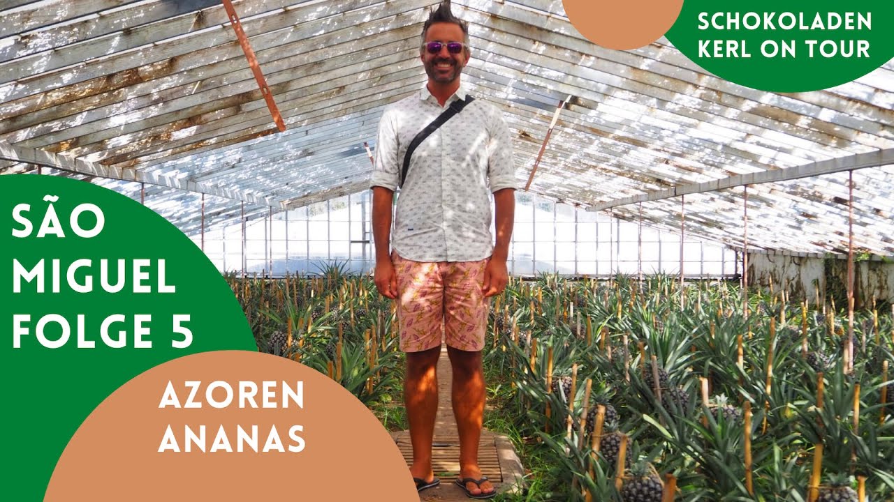 Azoren 🐄 São Miguel 🐄 5 🐄 Azoren-Ananas - Königin unter Glas - YouTube