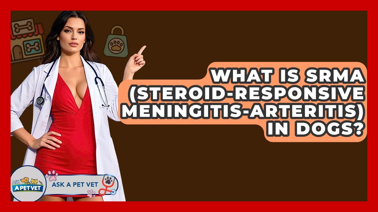 What Is SRMA (Steroid-Responsive Meningitis-Arteritis) In Dogs? - Ask A ...
