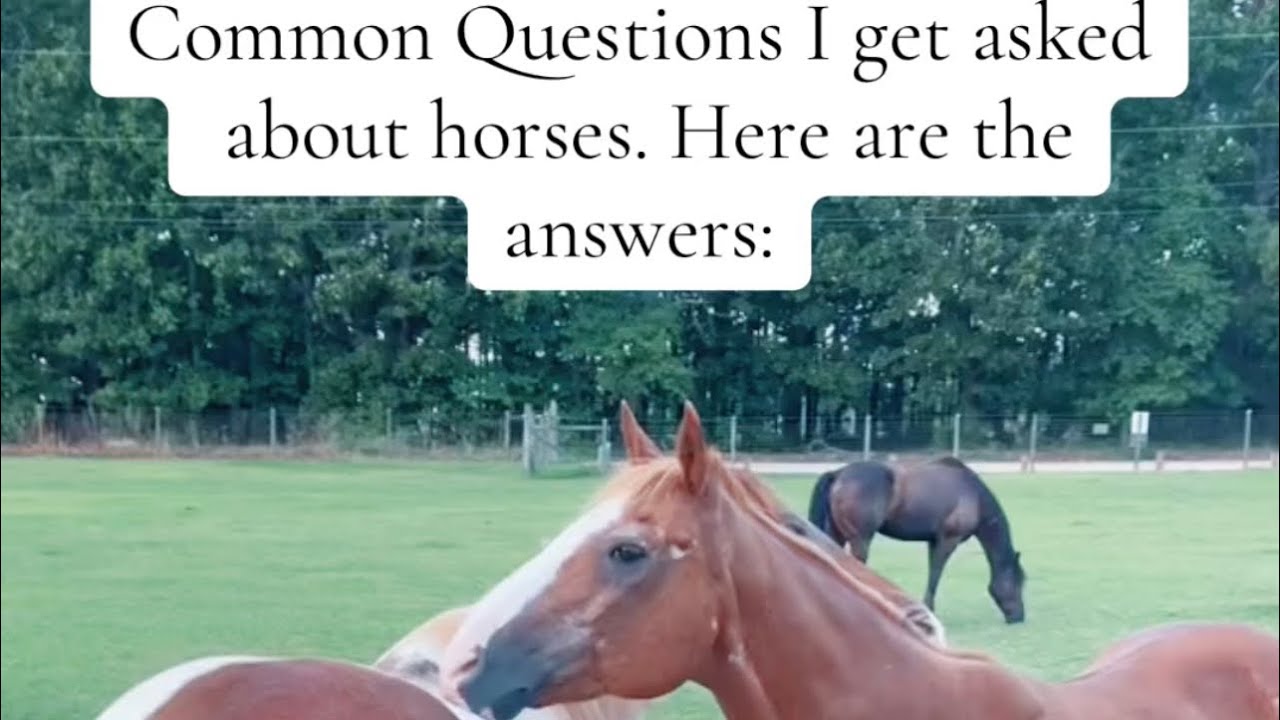 🎓 Fun Facts about Horses! Common Questions I get asked about horses ...