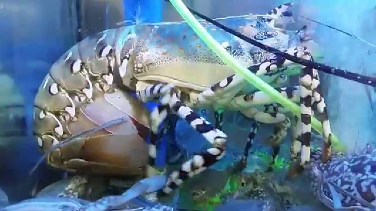 Exotic Philippine lobsters - YouTube
