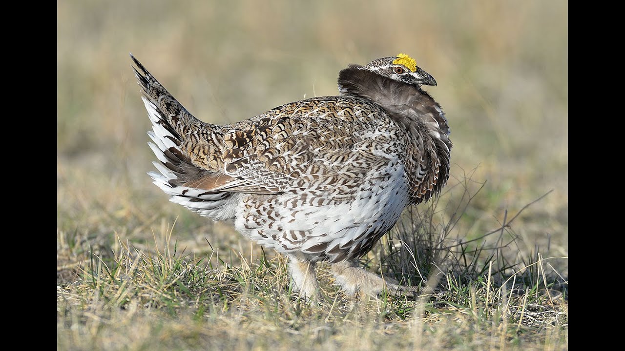 Sage Grouse - Sharp-tailed Grouse - Sage-Sharp-tailed Grouse Hybrid ...