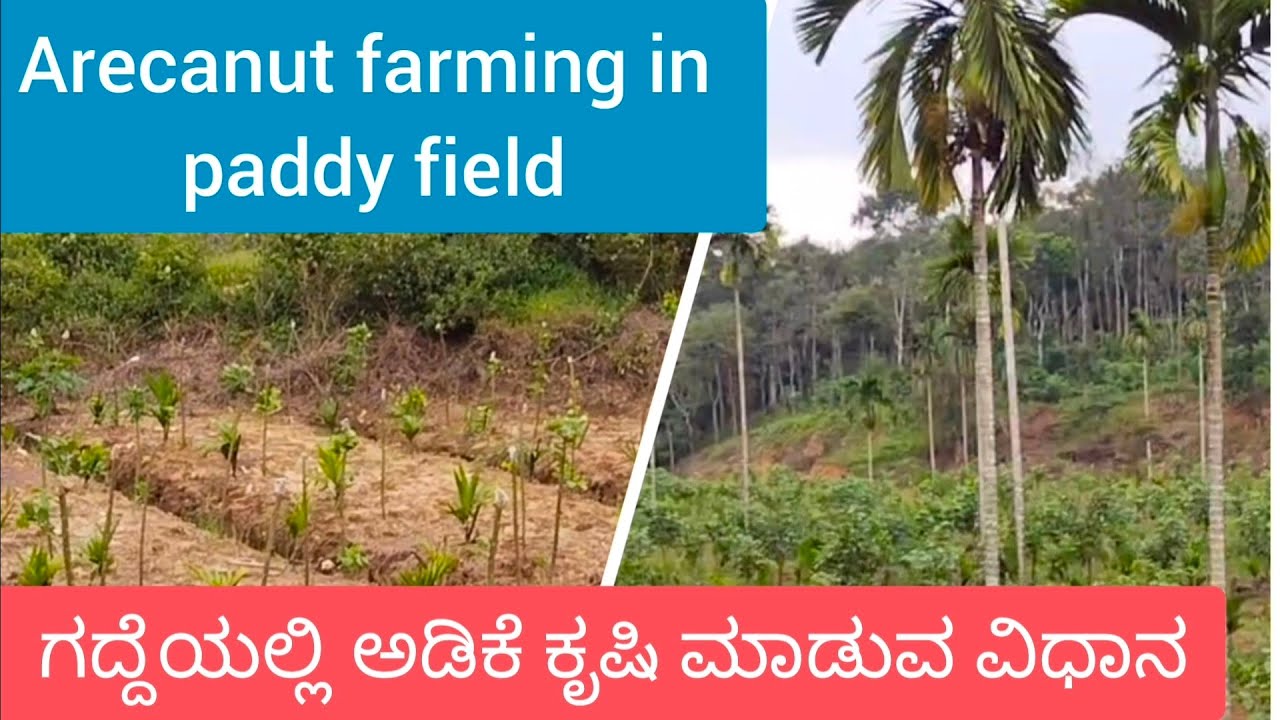 Arecanut Farming in paddy field | ಗದ್ದೆಯಲ್ಲಿ ಅಡಿಕೆ ಕೃಷಿ ಮಾಡುವ ವಿಧಾನ ...