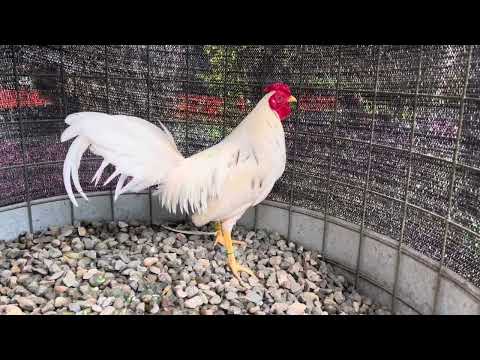 Gallería Rey y sus blanco Dios bendiga