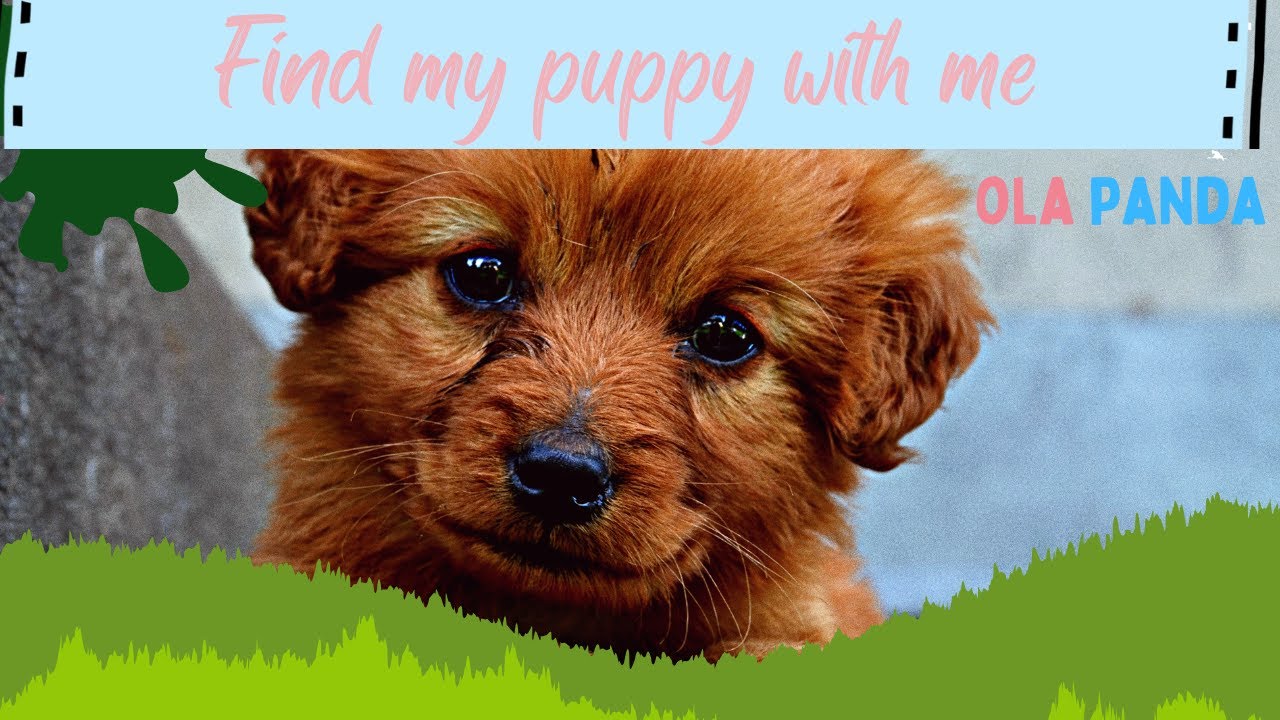 Find my puppy with Ola Panda - YouTube