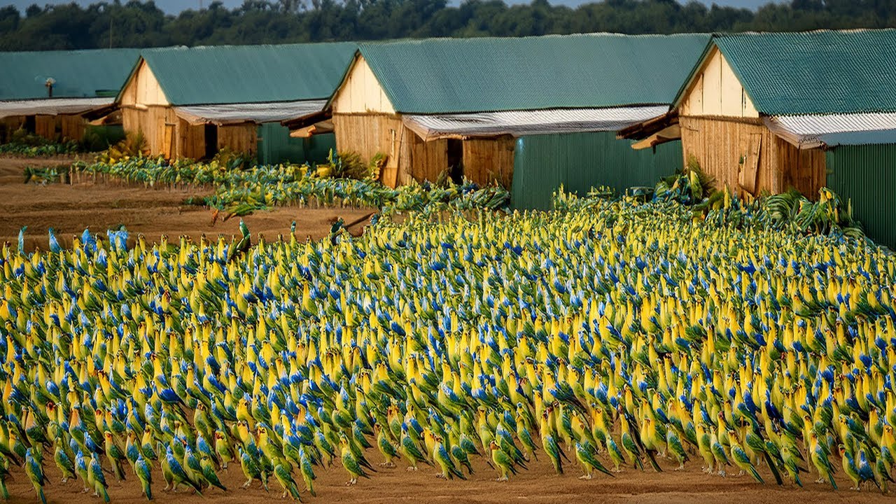 Parrot Farm - How Farmers Raising 5.3 Millions of Parrots to Make ...