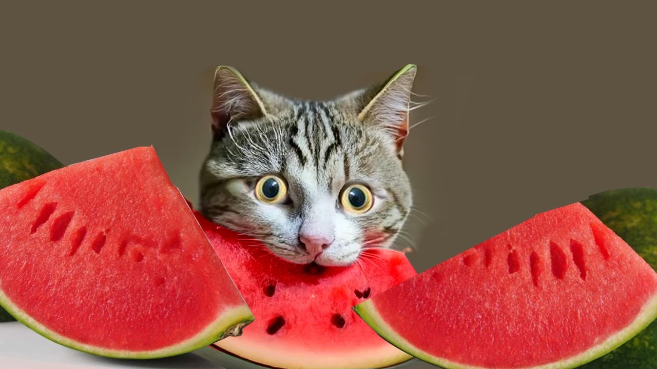 Cat eat Watermelon : Cutest Pets and Animals at the Zoo Compilation ...