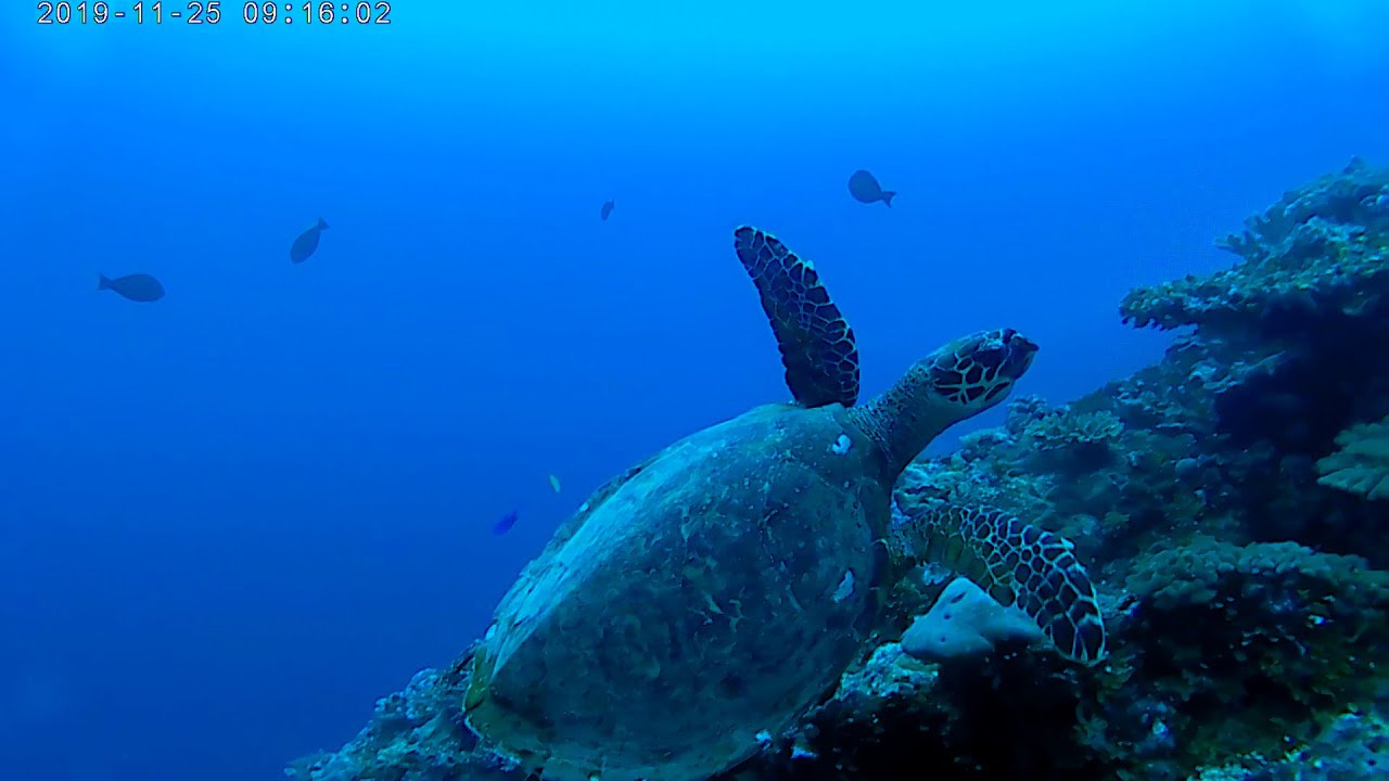 My Close Up Sea Turtle Encounter - YouTube