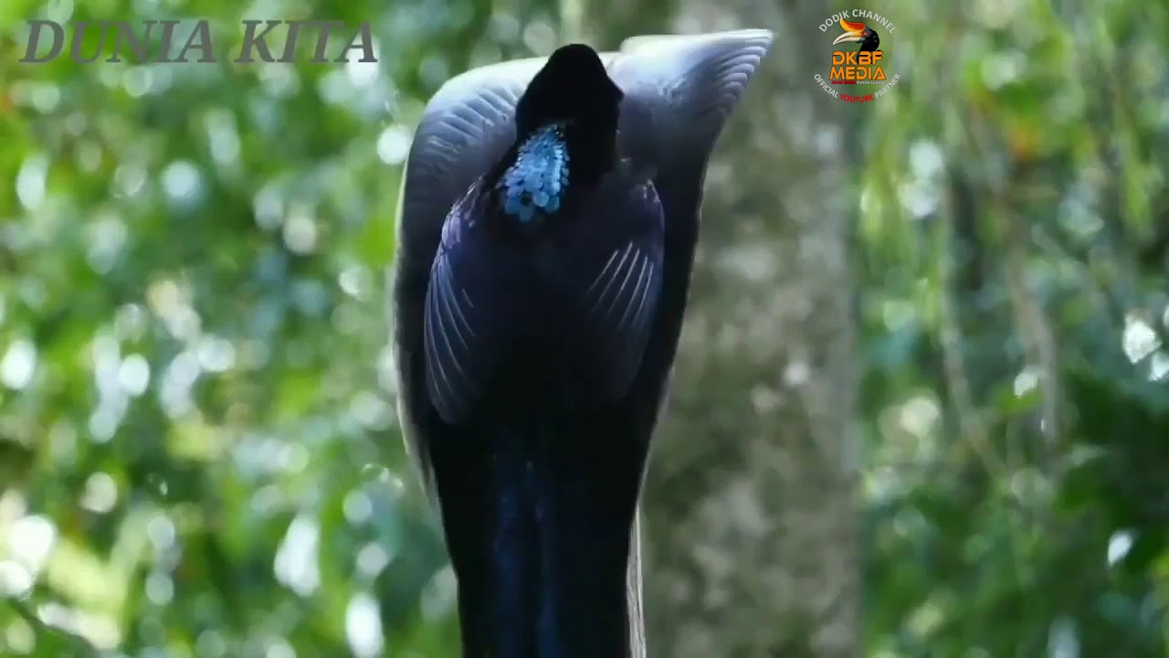 Keindahan Burung Surga Cendrawasih yang semakin punah - YouTube