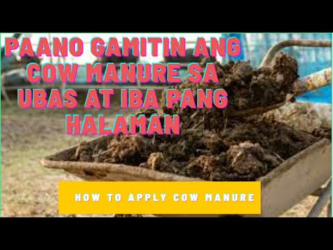 Paano Gamitin Ang Cow Manure Para SA Ubas at Iba Pang Halaman / Cow ...