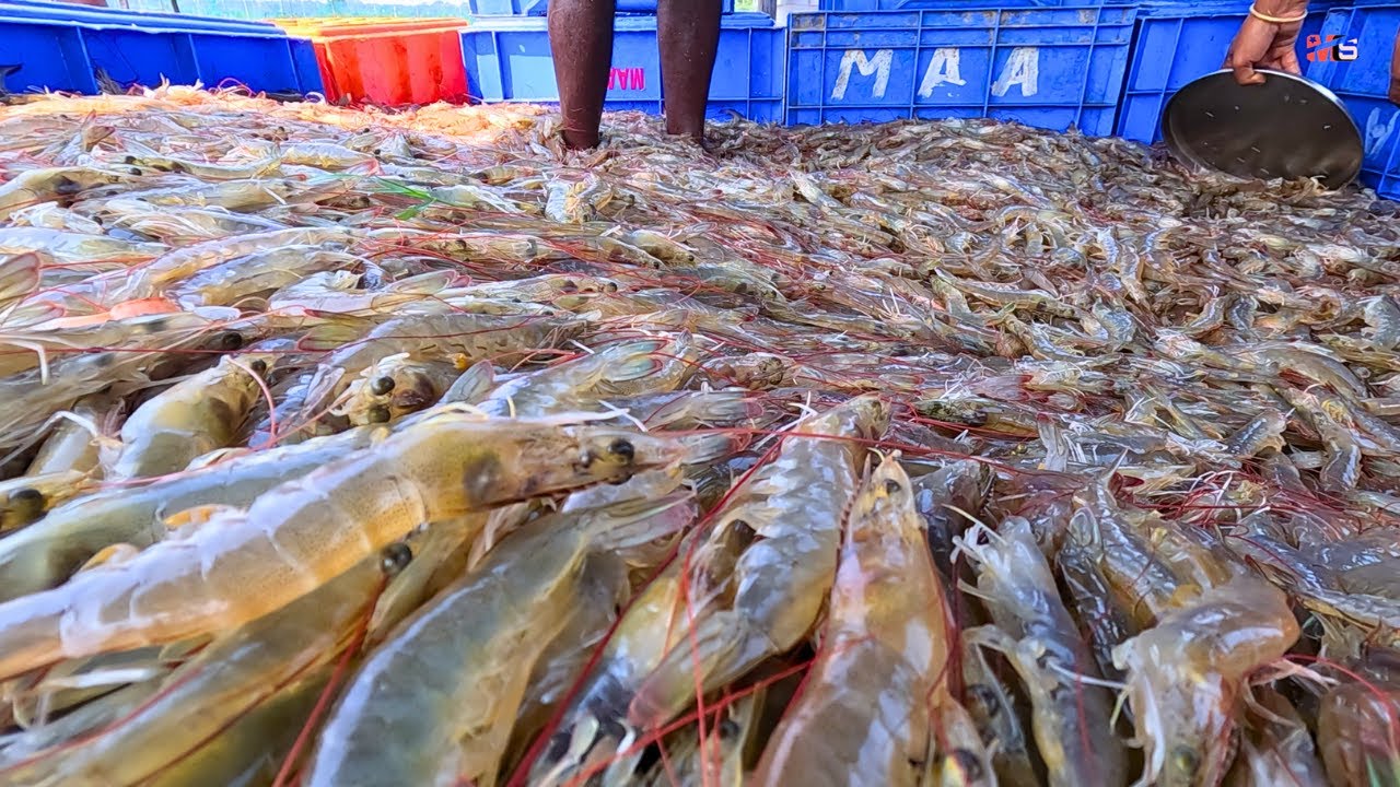 World's Most Productive Vannamei Shrimp Farm || KEPADATAN PENEMPATAN ...