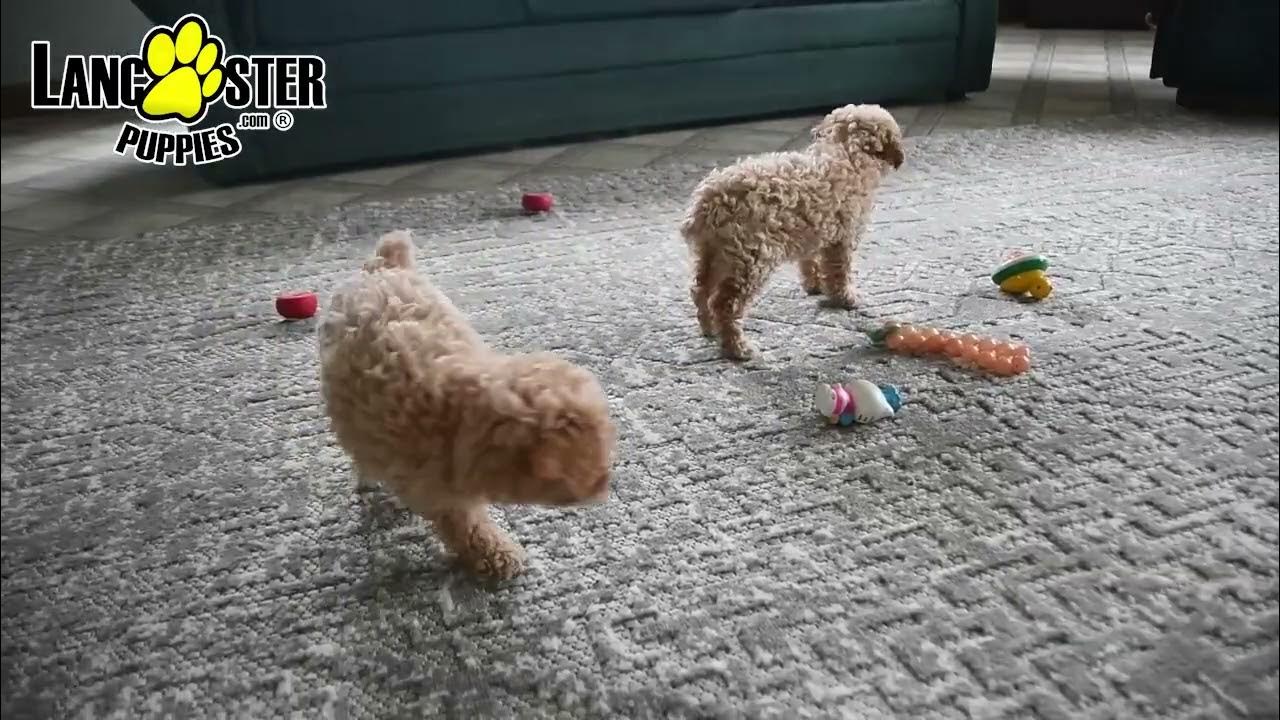 Cute Miniature Poodle Puppies - YouTube