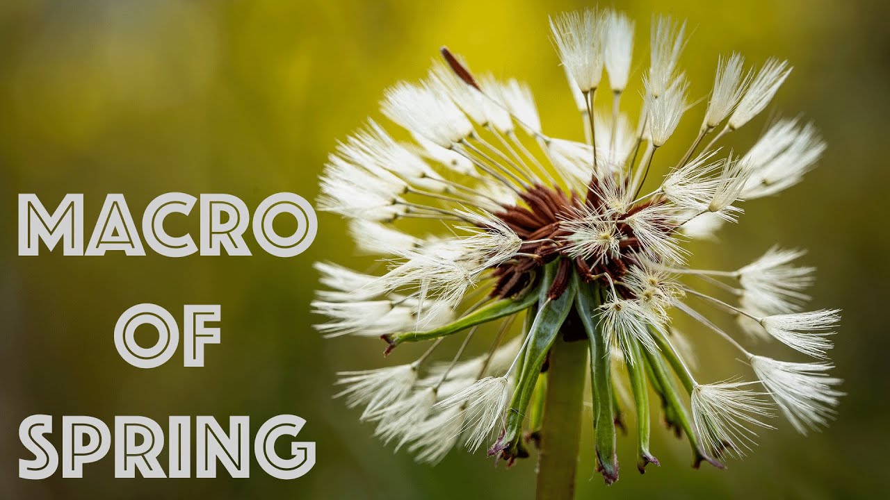 Spring Awakening: Macro Photography with the Sony A6700 #sonya7iv # ...
