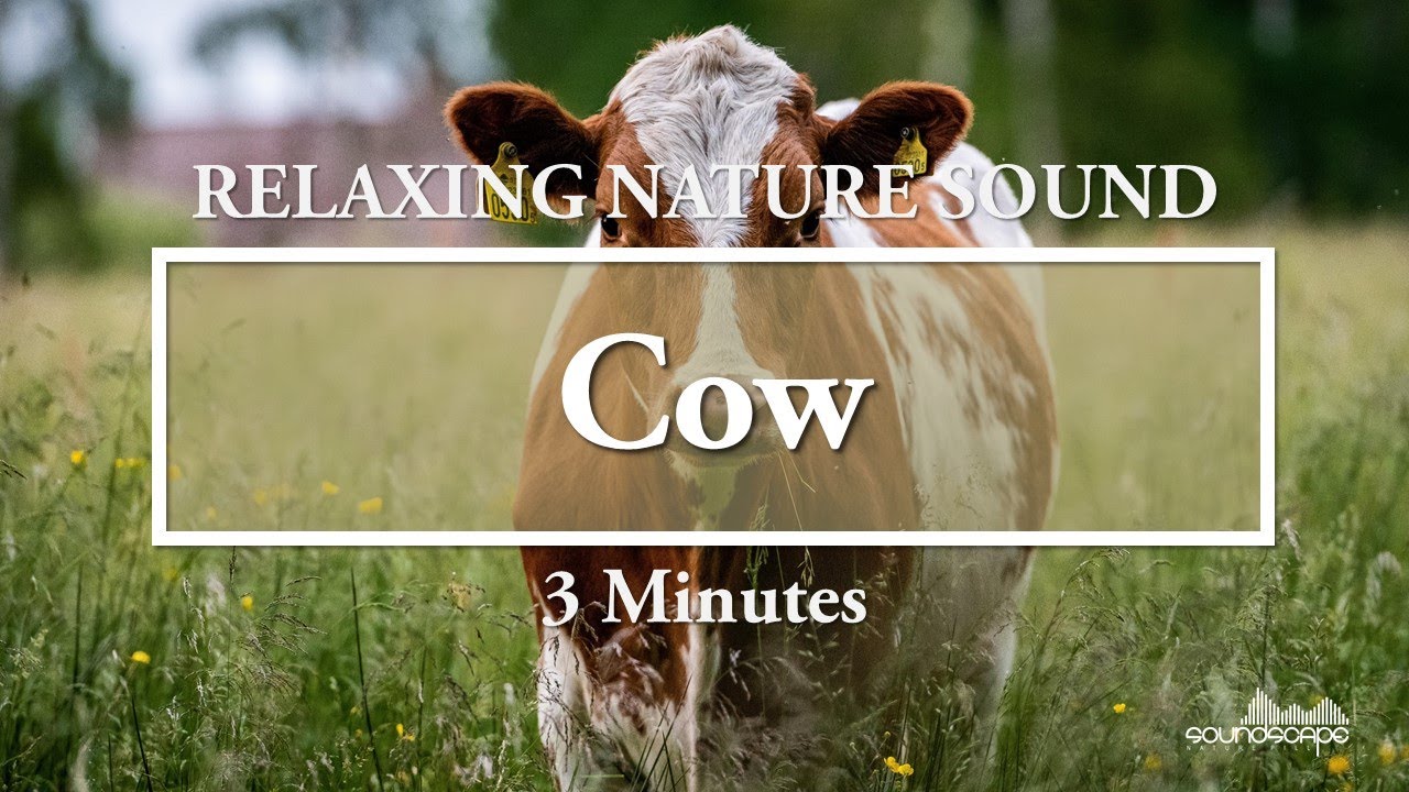 Relaxing Nature Sound of Mooing Cow - YouTube