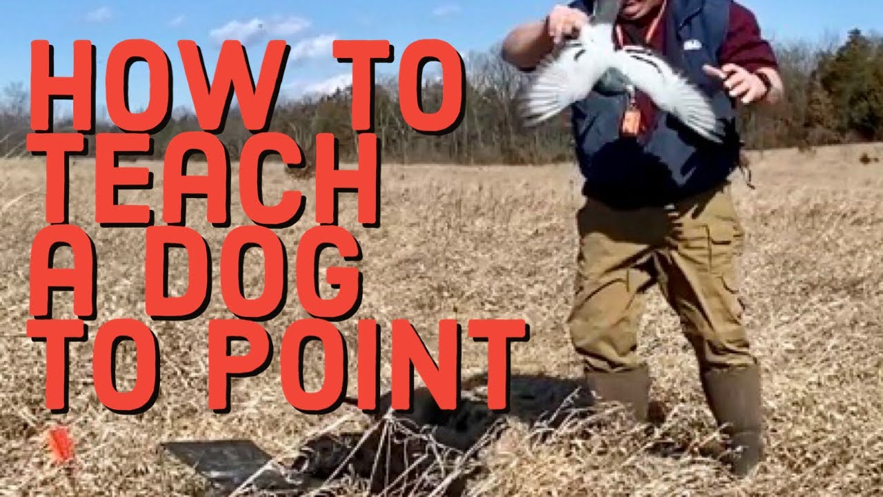 Do THIS to teach your dog to point BIRDS - YouTube