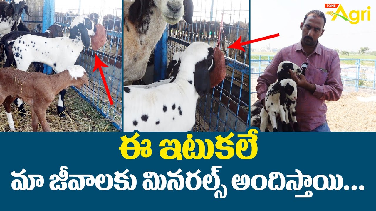 Mineral Bricks for Sheep and Goat | ఈ ఇటుకలే మా జీవాలకు మినరల్స్ అందిస్తాయి..!! Tone Agri - YouTube
