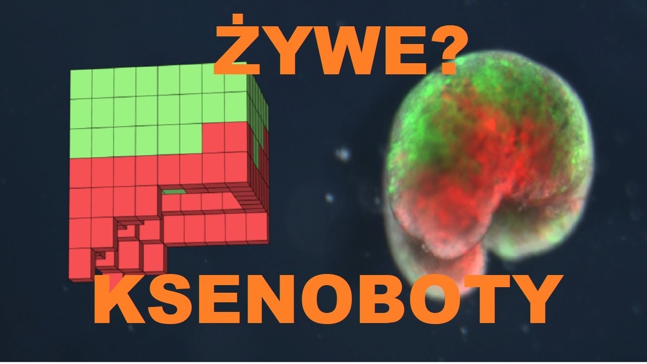 Ksenoboty, Nanoboty - YouTube