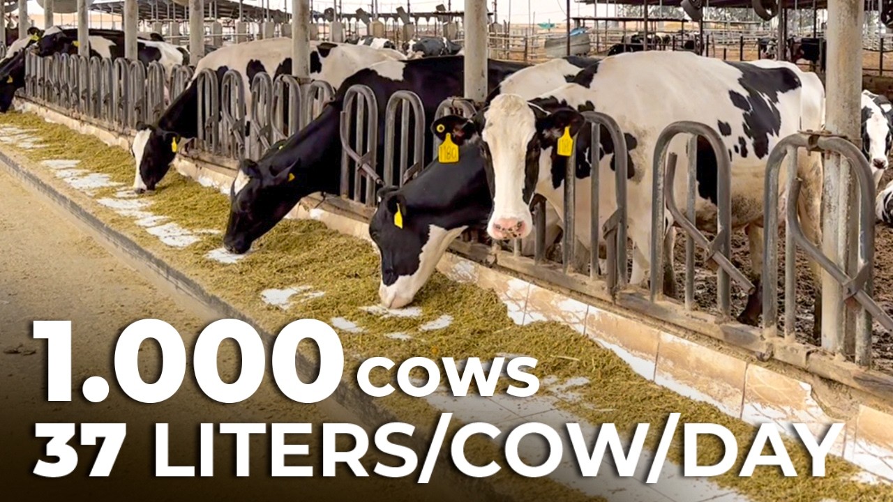 1,000 COWS PRODUCING 37,000 KG OF MILK PER DAY - MEGA DAIRY FARM IN ...