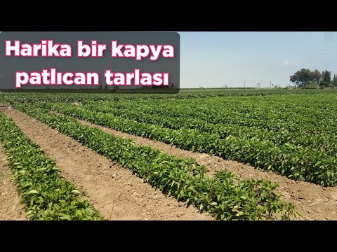 Harika bir patlıcan ve kapya biber tarlası