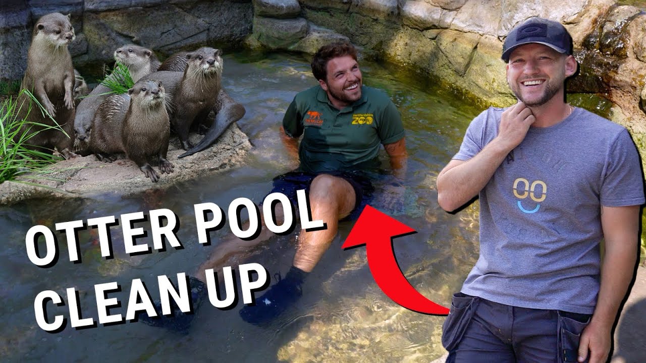 OTTER POOL CLEAN AT HERTFORDSHIRE ZOO 🦦 - YouTube